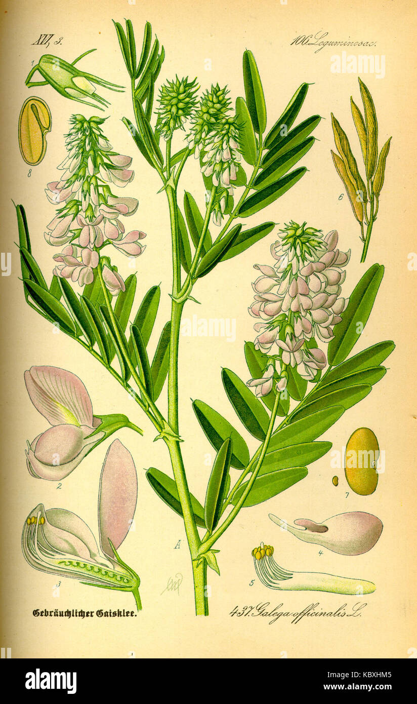 Galega plant hi-res stock photography and images - Alamy