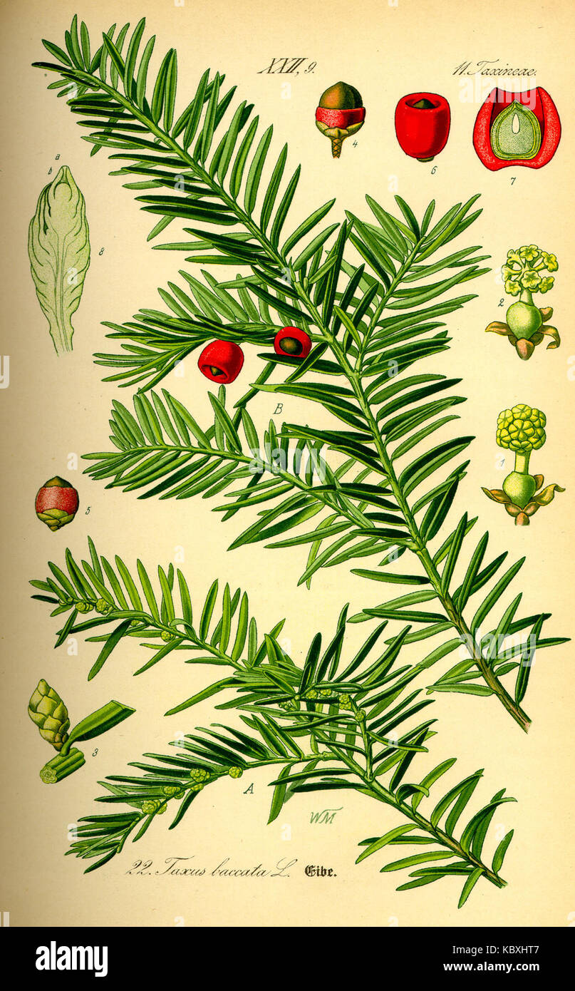 This illustration depicts the Taxus baccata, commonly known as the yew ...