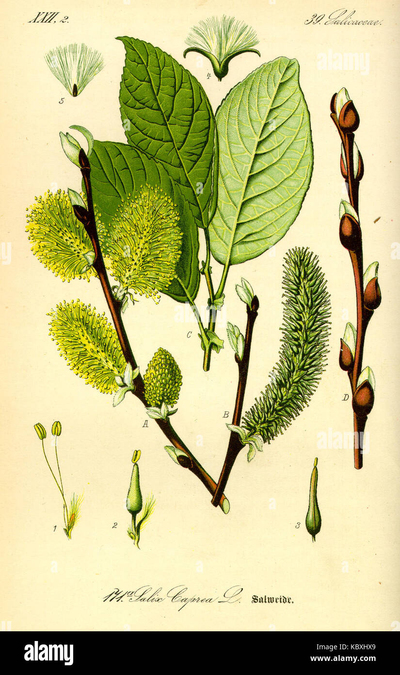 Salix map hi-res stock photography and images - Alamy