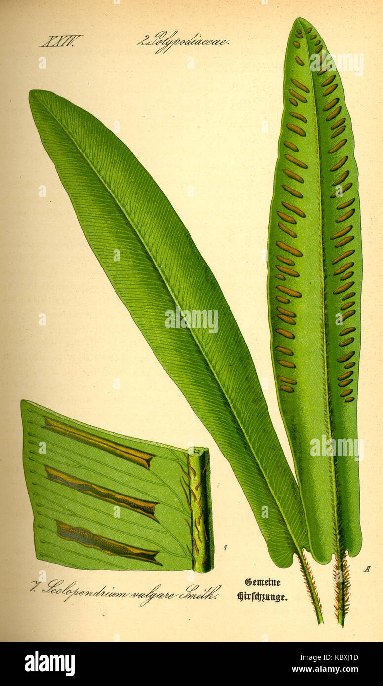 Illustration Asplenium scolopendrium0 Stock Photo - Alamy