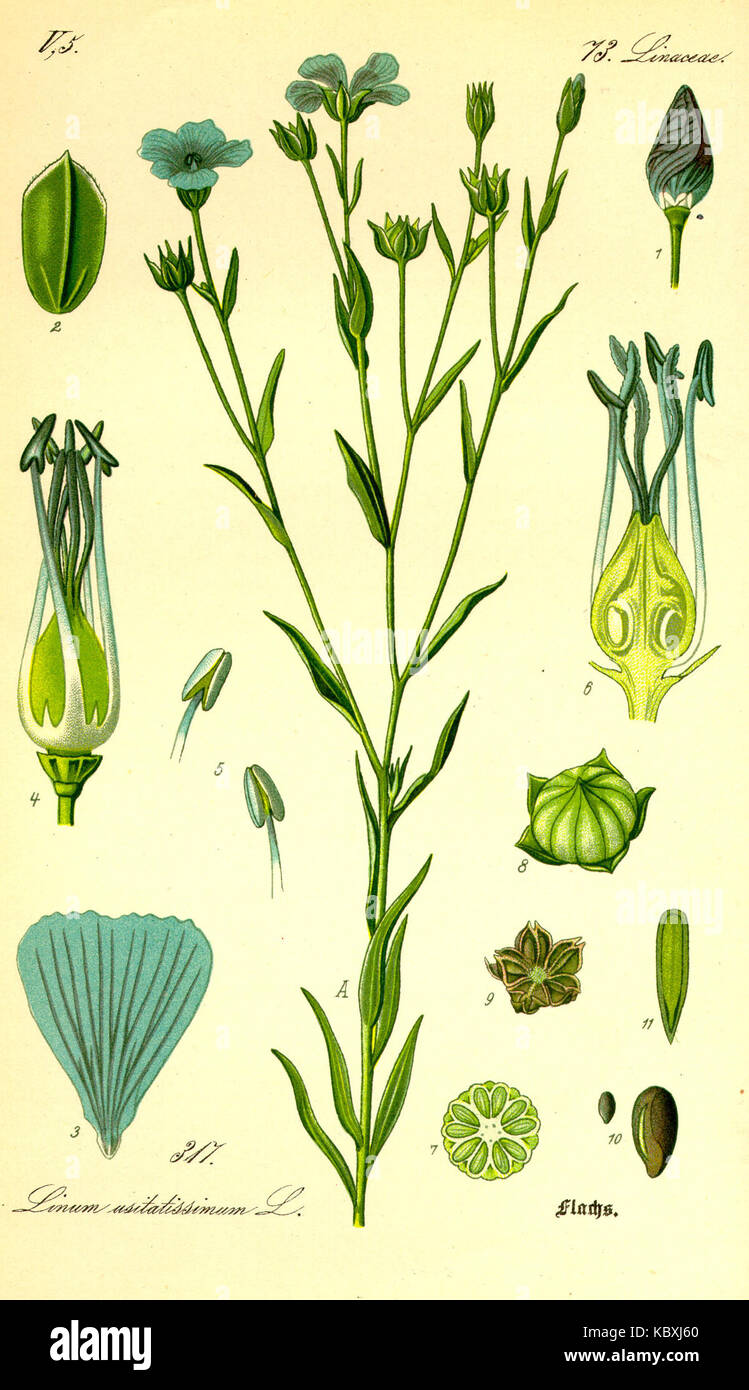 Linum usitatissimum anatomy hi-res stock photography and images - Alamy
