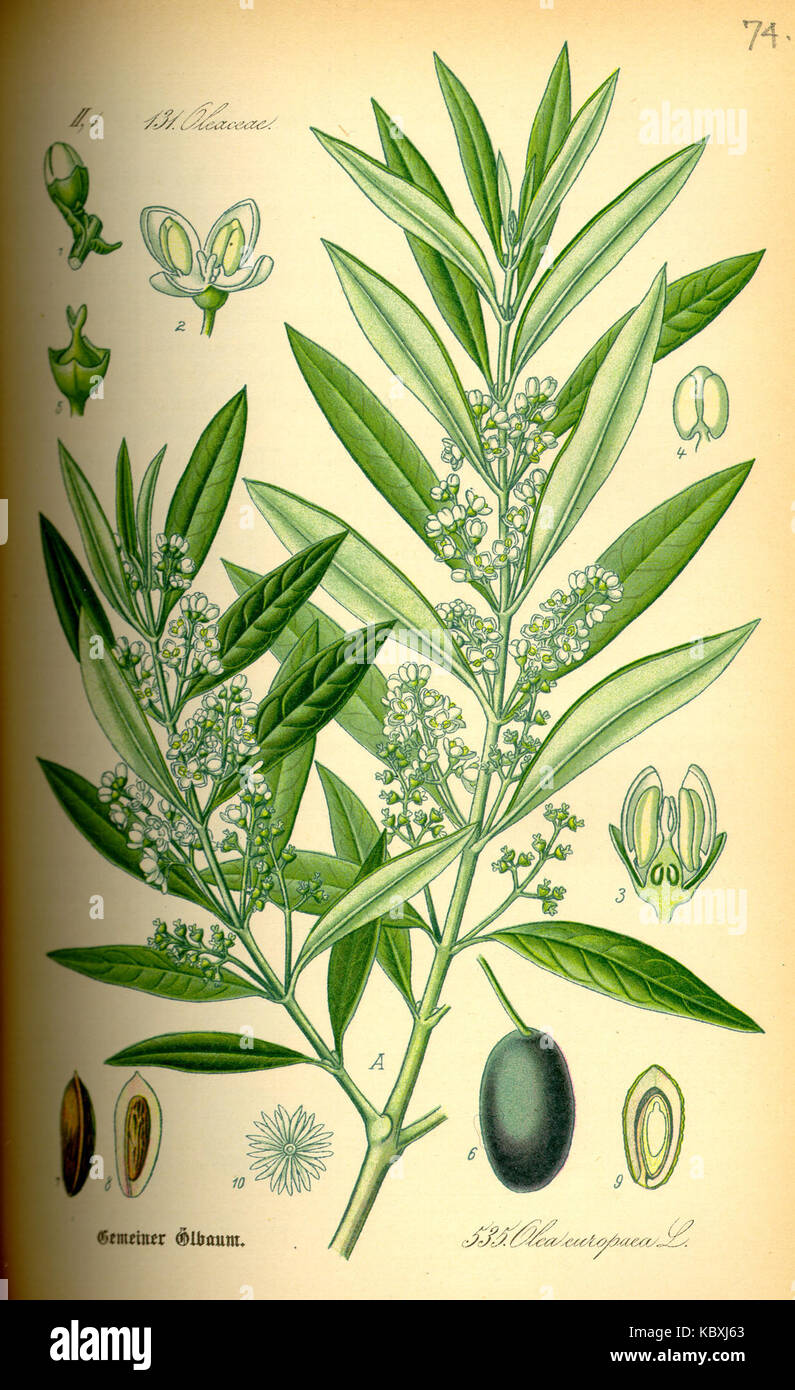 Olea illustration hi-res stock photography and images - Alamy
