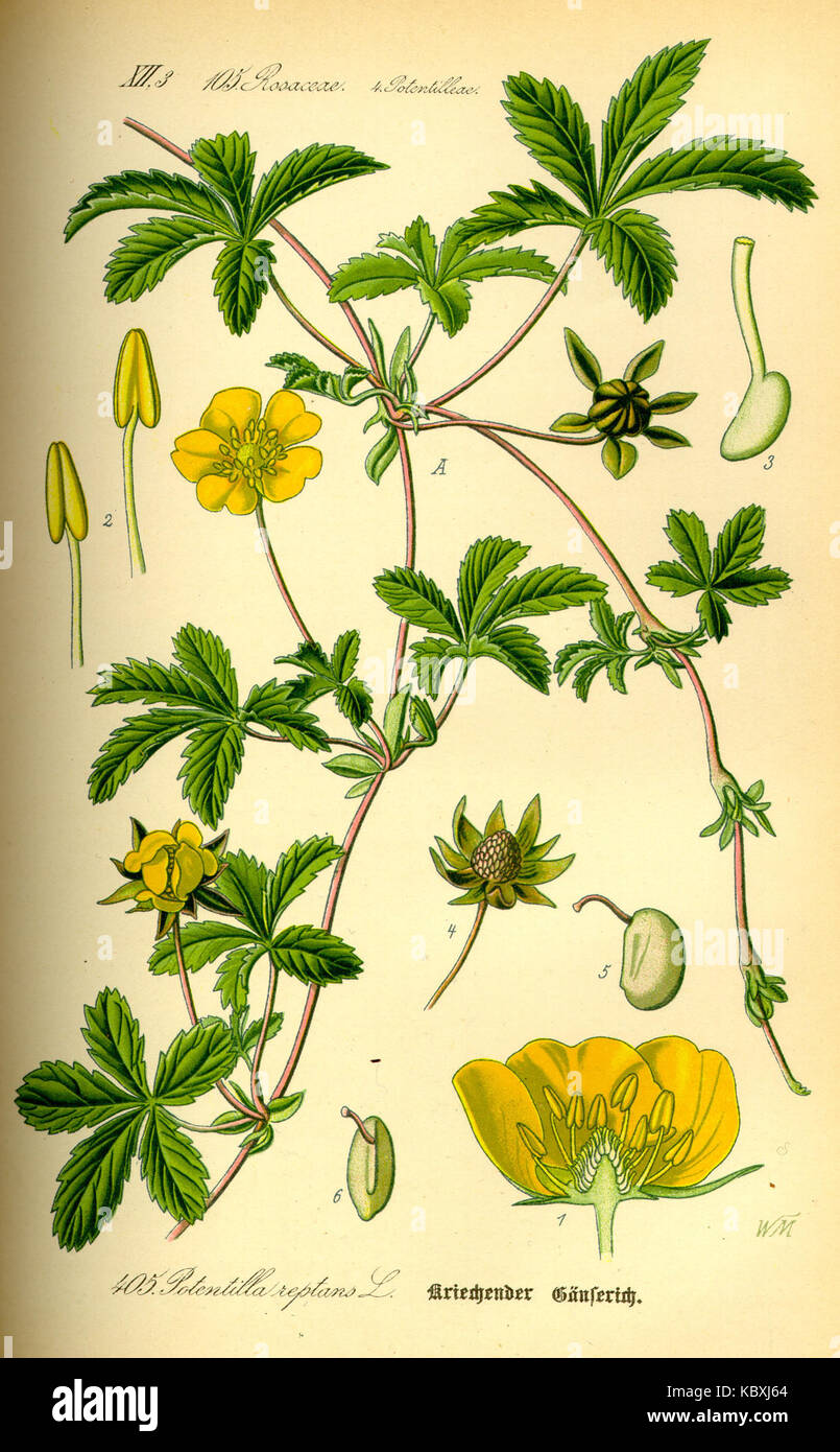 Creeping cinquefoil potentilla reptans hi-res stock photography and ...