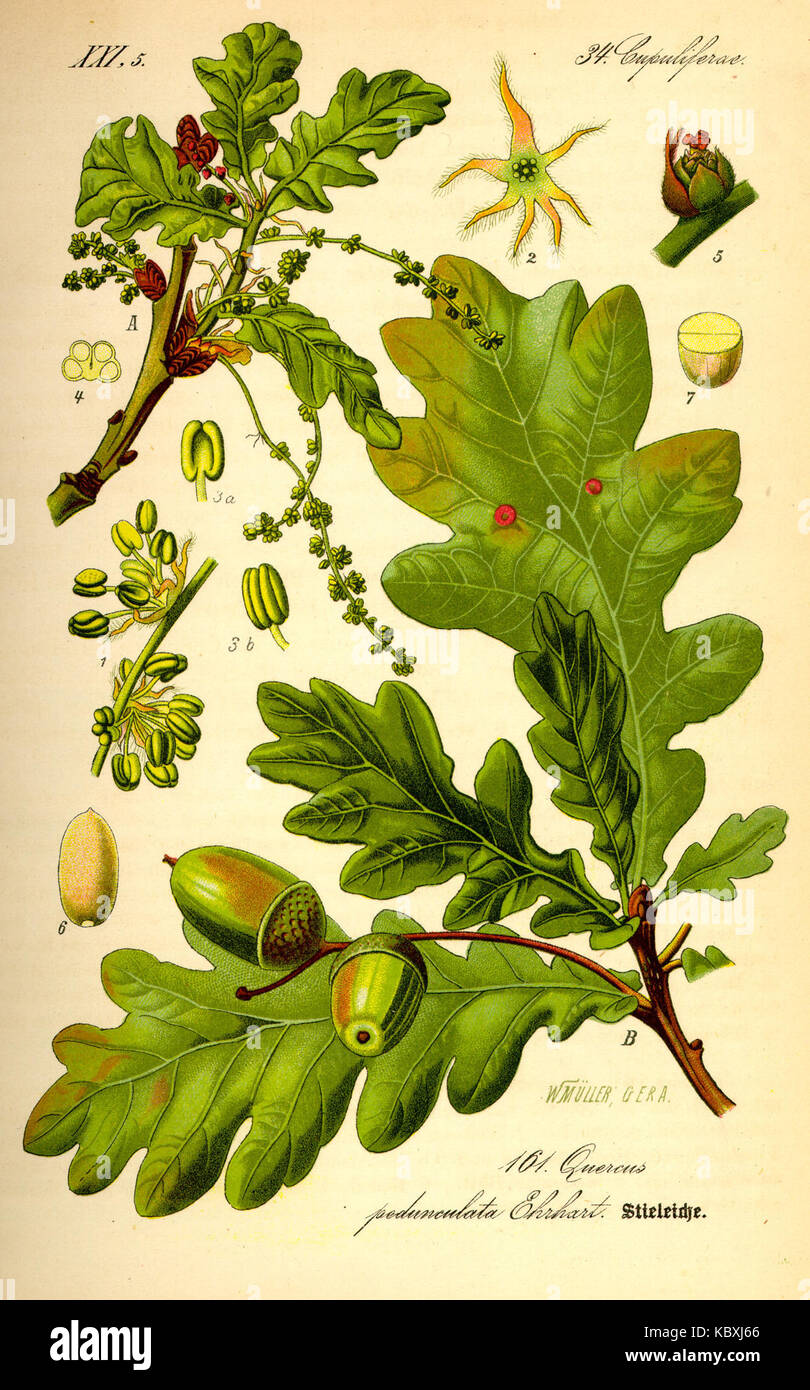 Quercus robur botanical illustration hi-res stock photography and ...