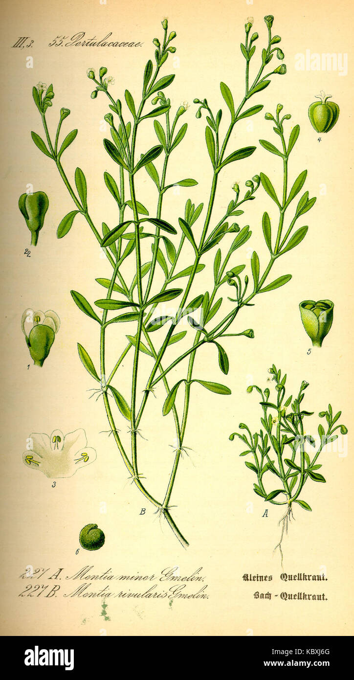 Illustration Montia fontana0 Stock Photo - Alamy