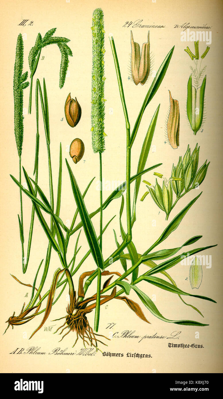Illustration Phleum pratense0 Stock Photo - Alamy