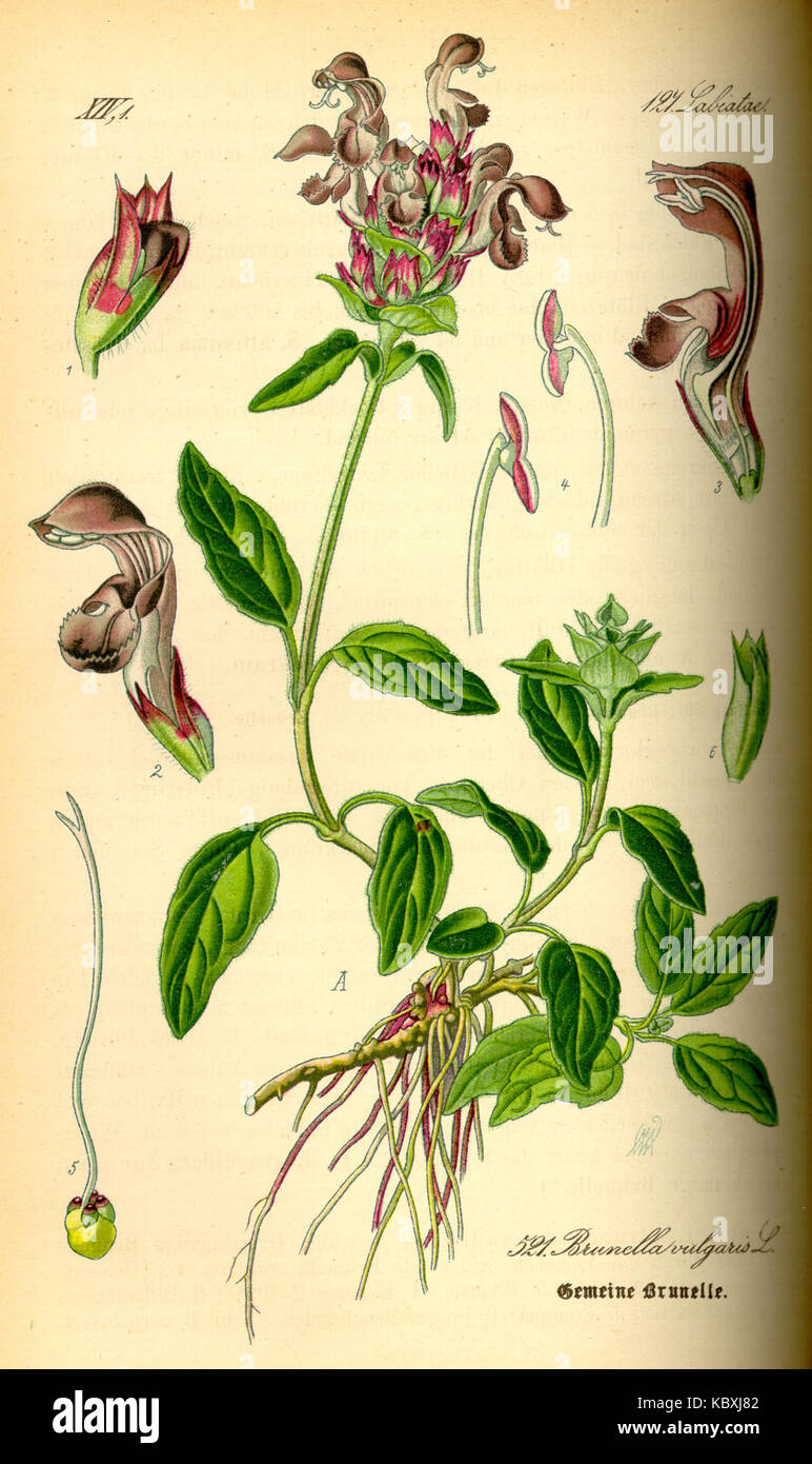 Prunella vulgaris illustration hi-res stock photography and images - Alamy