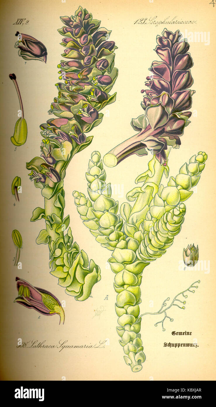 Parasite plant illustration hi-res stock photography and images - Alamy