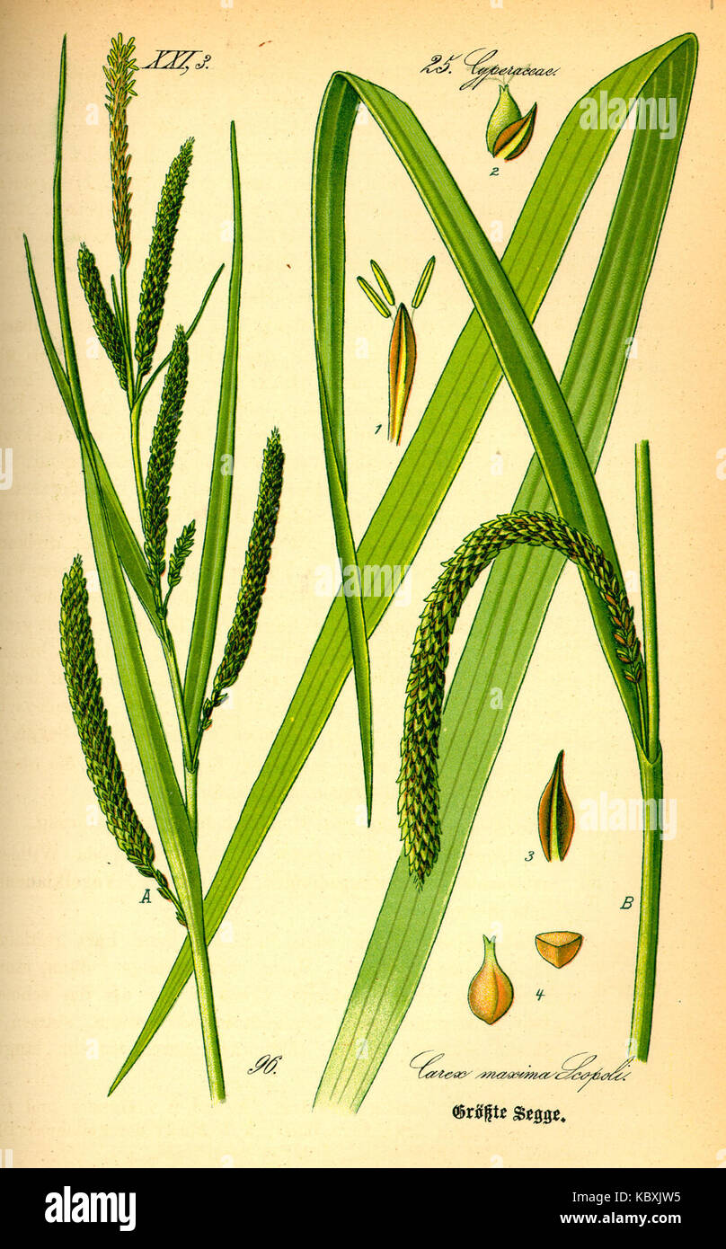 An illustration of *Carex pendula*, a species of sedge, showcases its ...