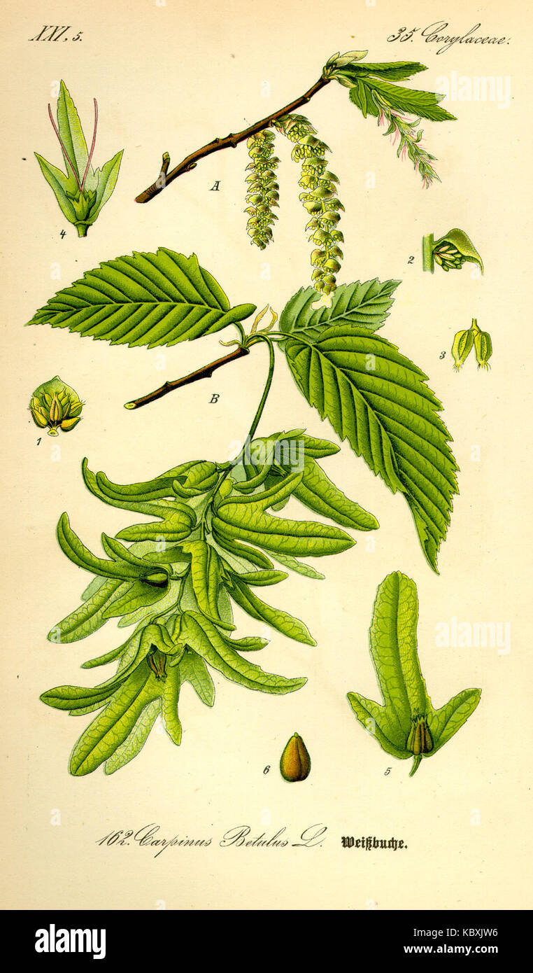 Carpinus betulus illustration hi-res stock photography and images - Alamy