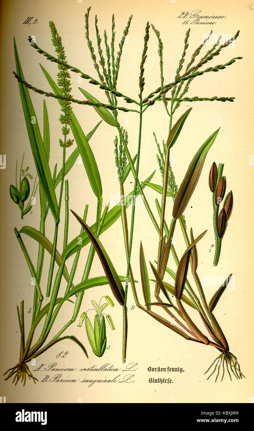 Setaria species hi-res stock photography and images - Alamy