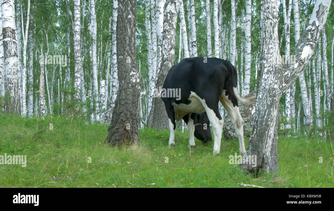 Cows Eating Grass In Cattle High Resolution Stock Photography and ...