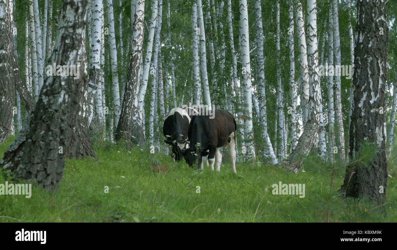 Cows grazing on a green meadow. Cow in forest. Cow in the forest eating ...