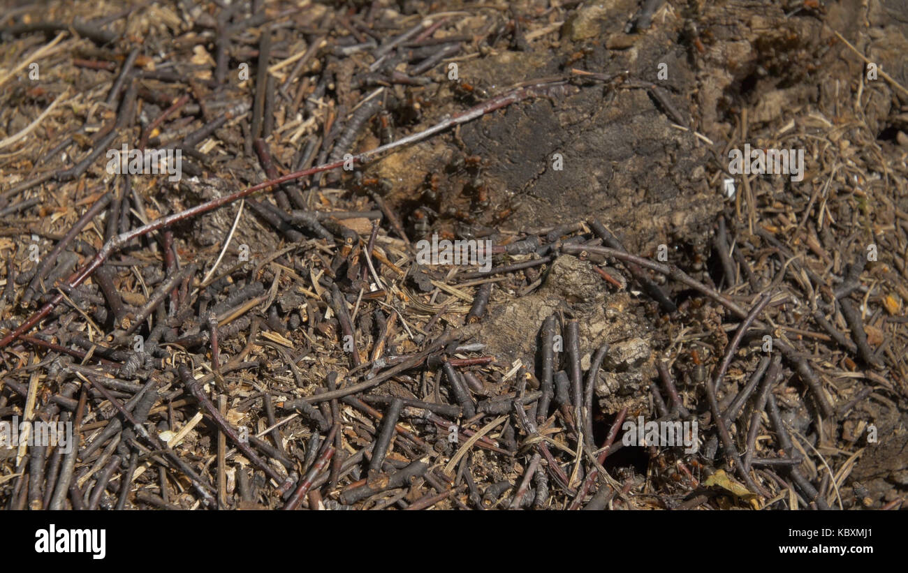 Close up view of ants on stone, Carpenter ant, Camponotus herculeanus ...