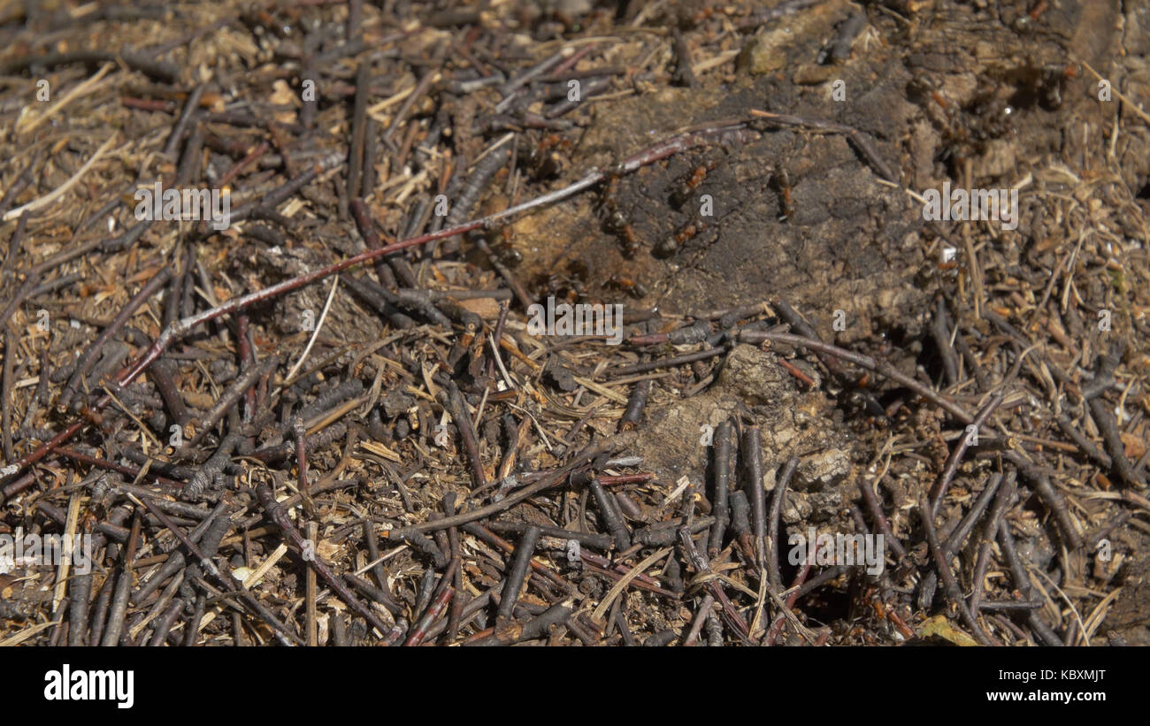 Close up view of ants on stone, Carpenter ant, Camponotus herculeanus ...