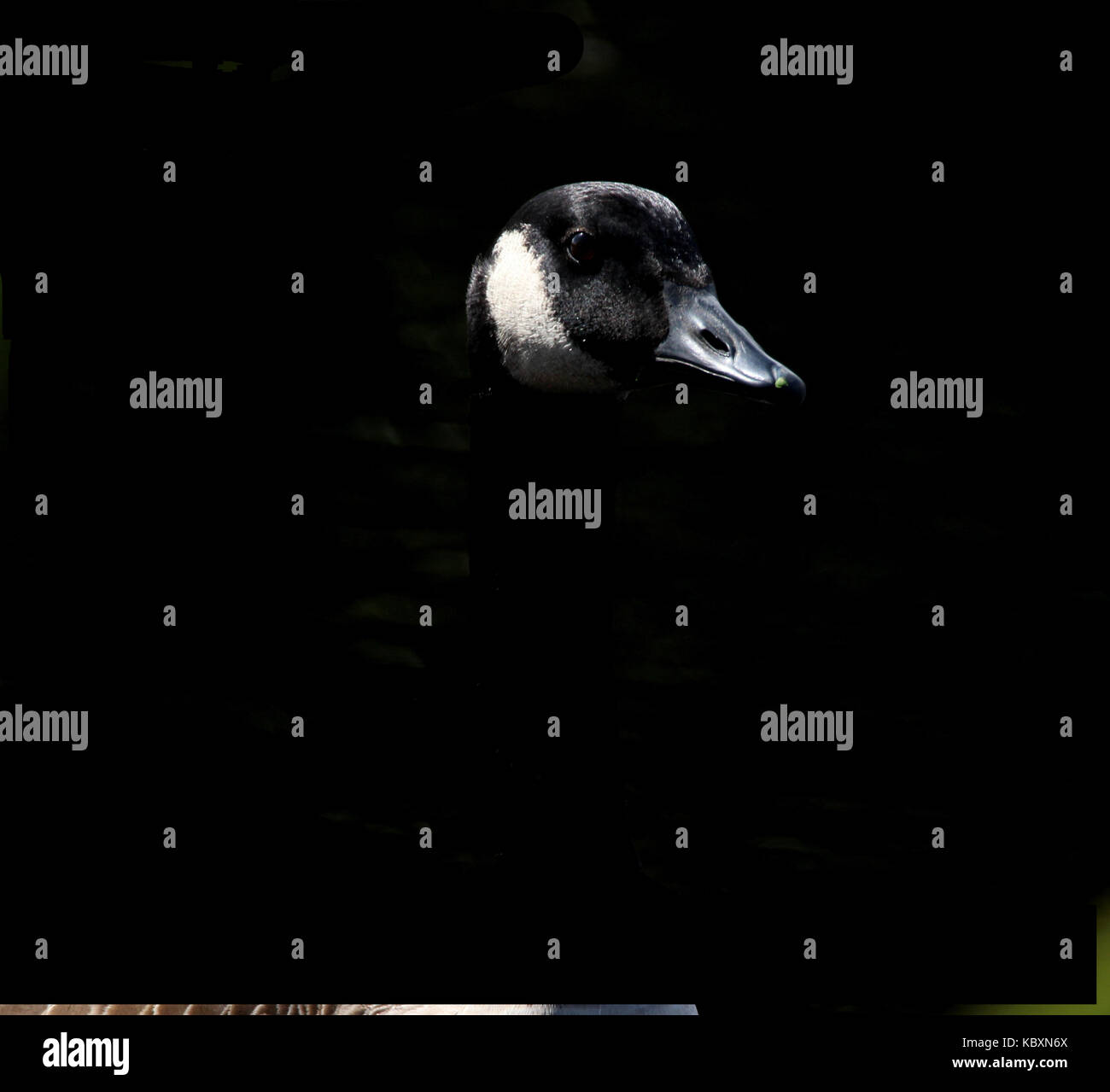 Black canadian goose hi-res stock photography and images - Alamy