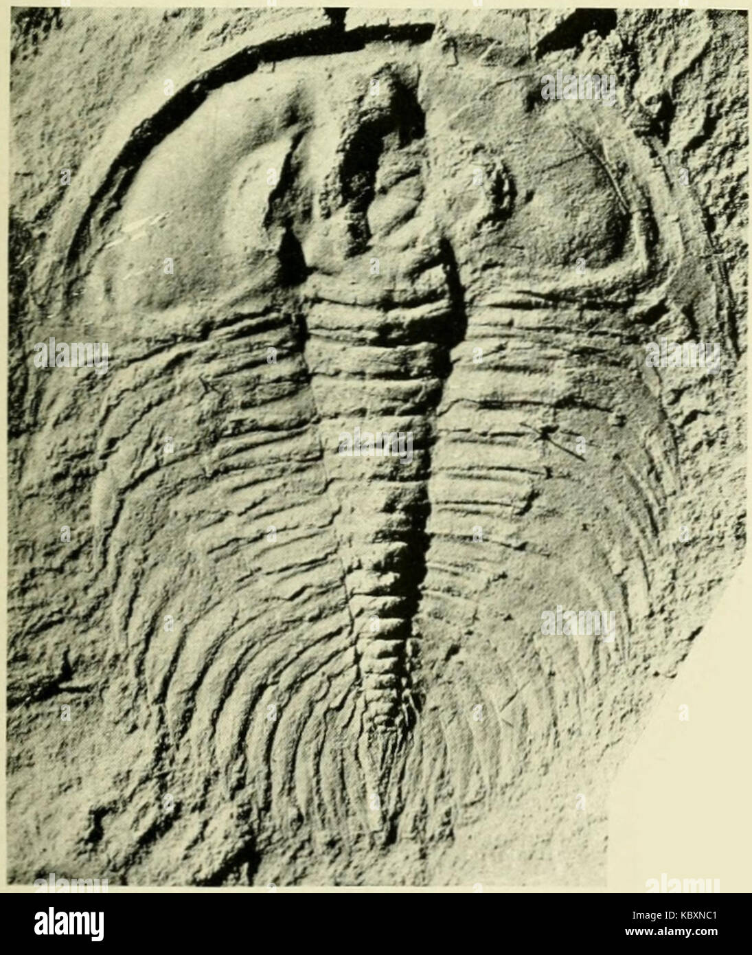 Nevadella perfecta USNM PAL 60081 Stock Photo - Alamy