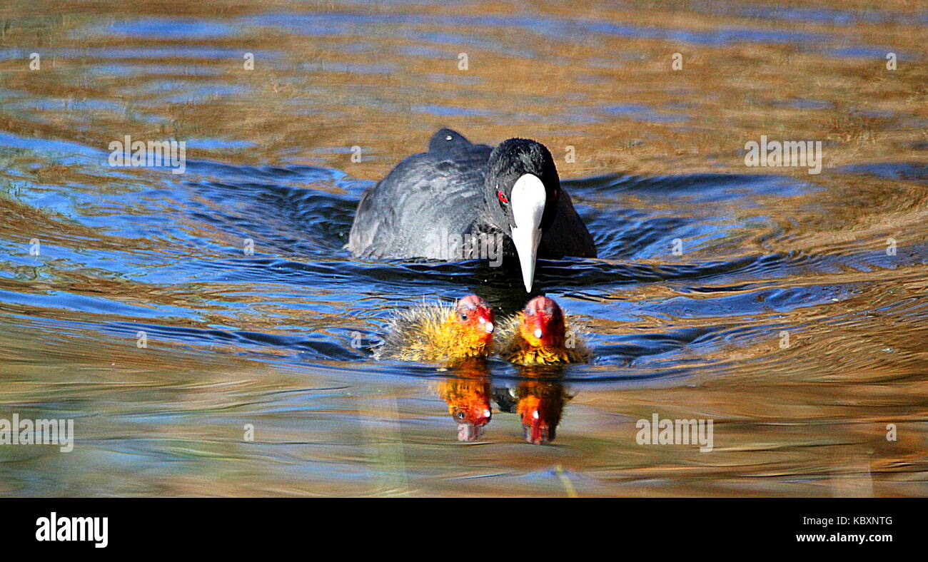 Australasian coot with chicks Stock Photo - Alamy