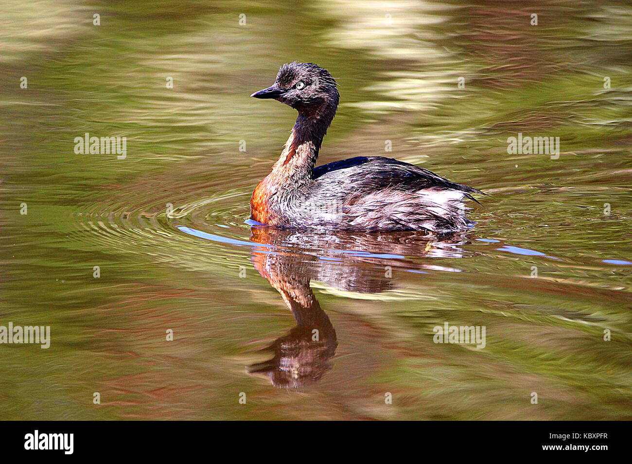 New Zealand dabchick Stock Photo - Alamy