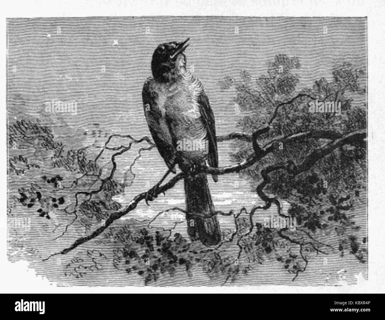 Robin at Night Stock Photo - Alamy