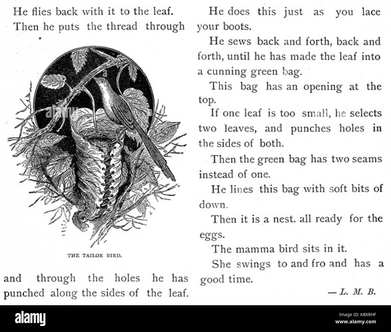 Songbird bird Black and White Stock Photos & Images - Alamy