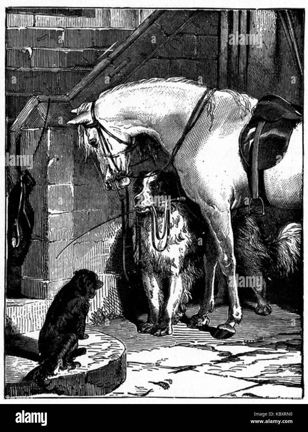 Sketch horse Black and White Stock Photos & Images - Alamy