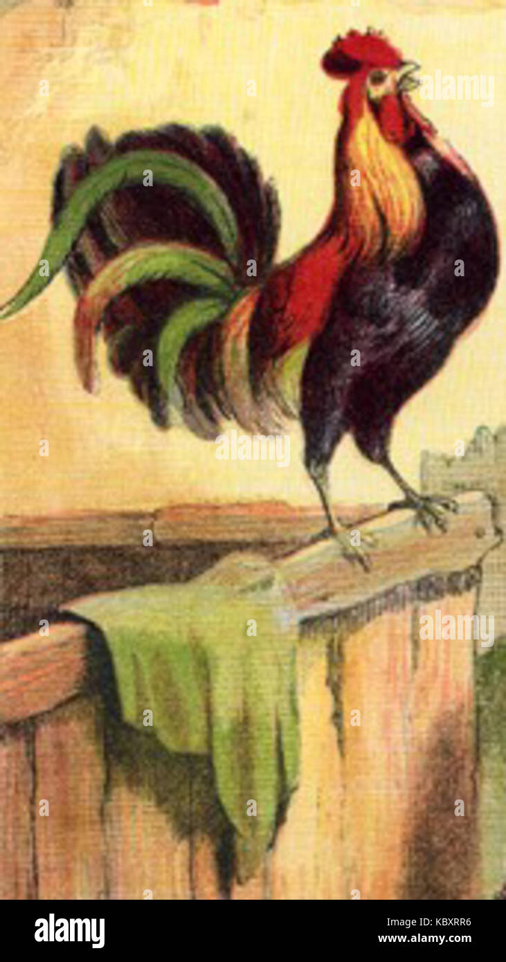 The Rooster Crows Stock Photo - Alamy