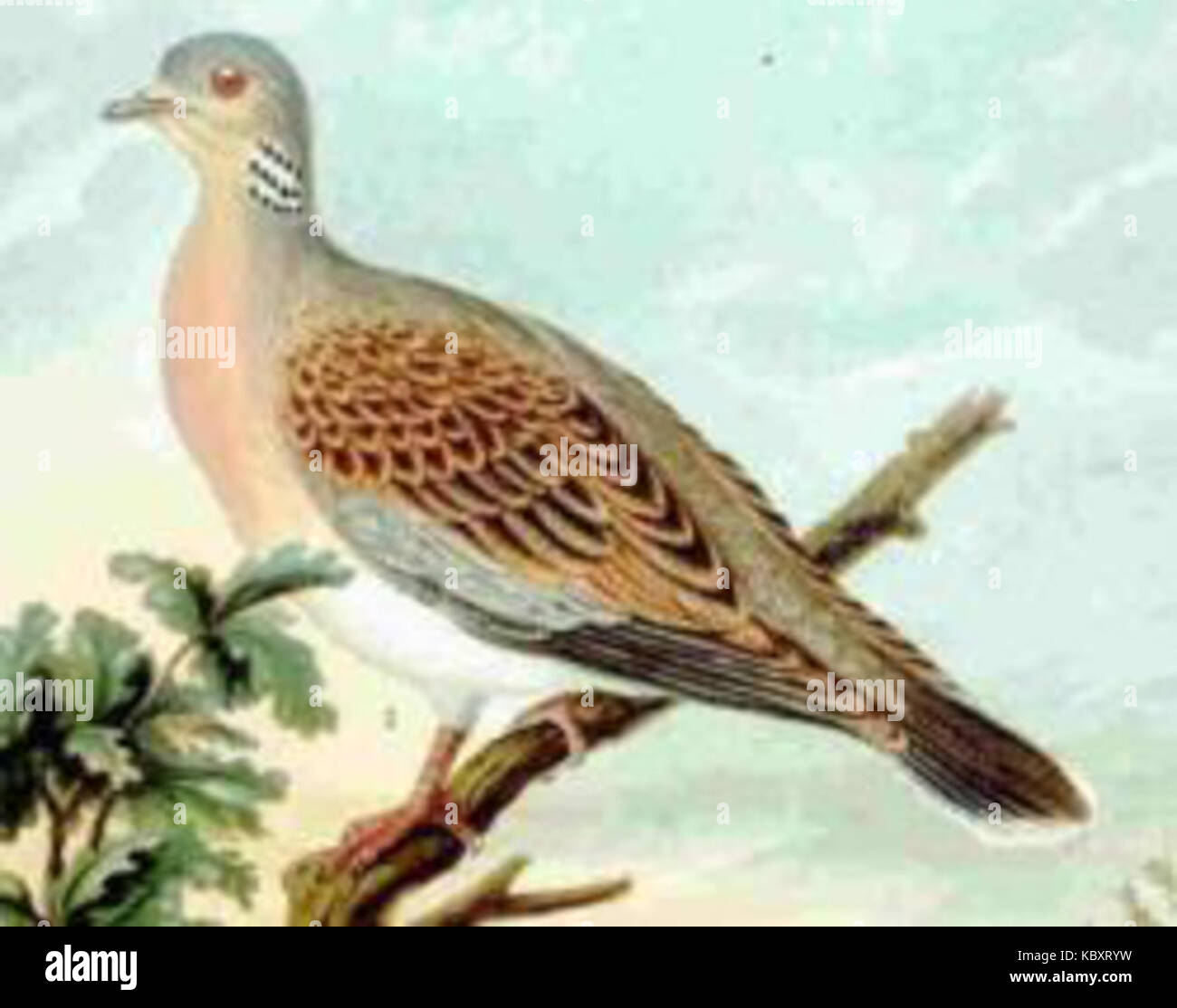 Turtle dove illustration hi-res stock photography and images - Alamy