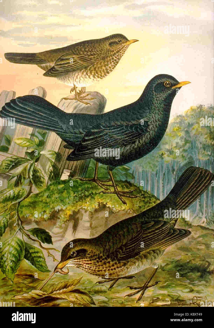 Turdus merula 20050321 Stock Photo - Alamy