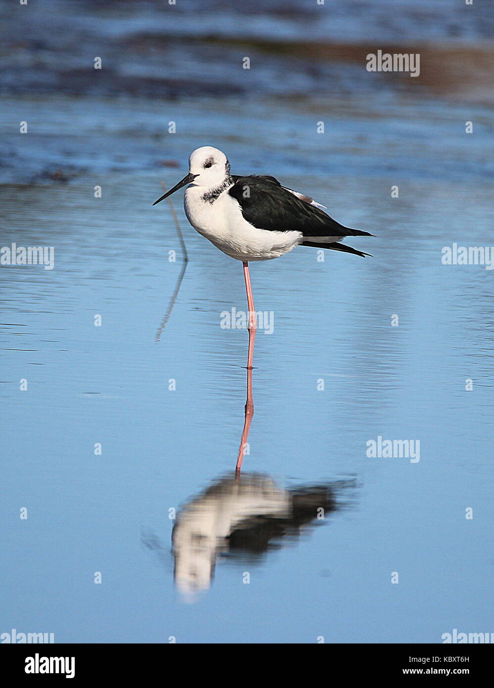 New Zealand pied stilt Stock Photo - Alamy