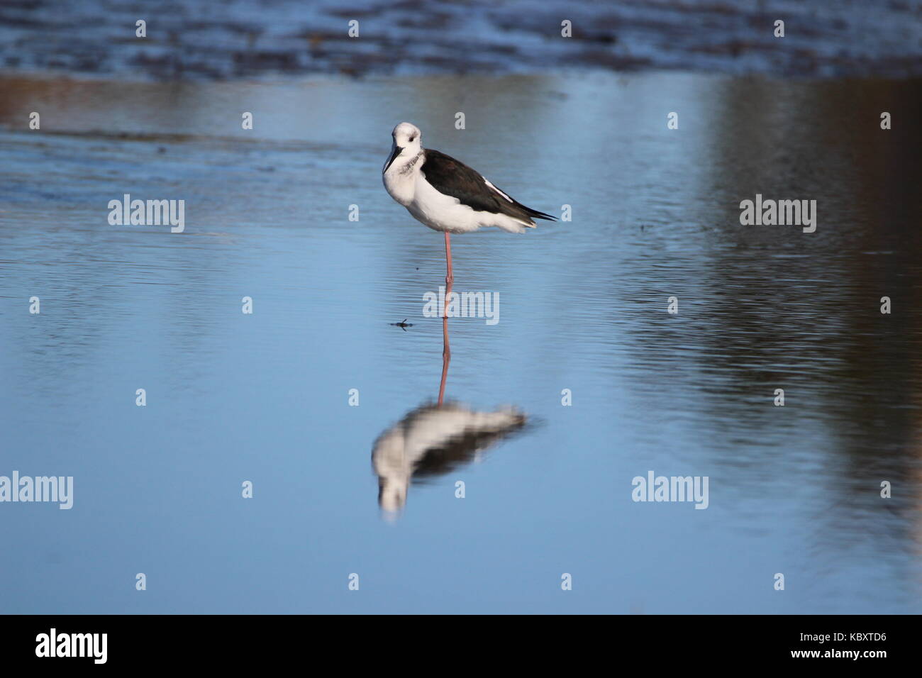 New Zealand pied stilt Stock Photo - Alamy