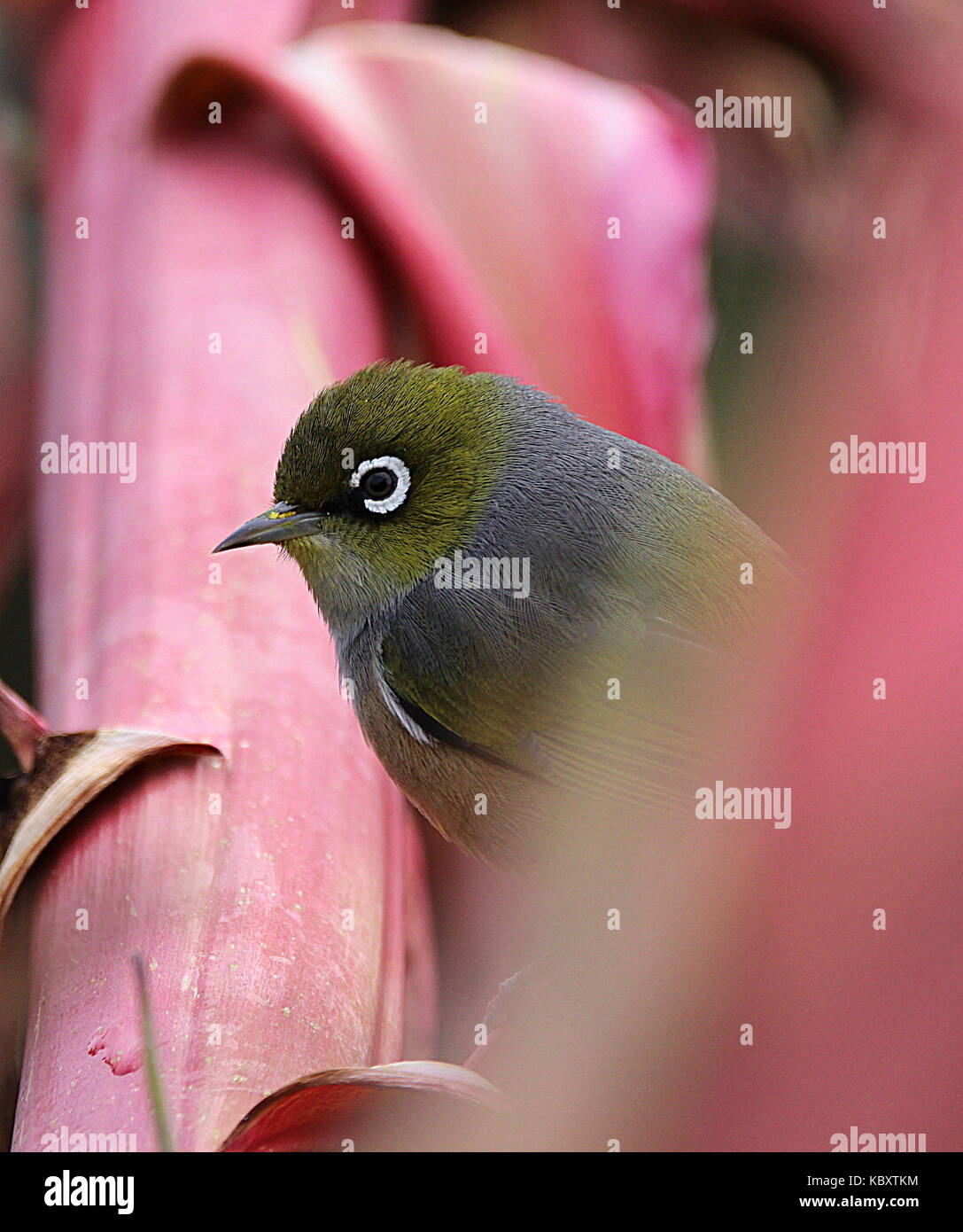 white eye Zosterops lateralis Stock Photo - Alamy