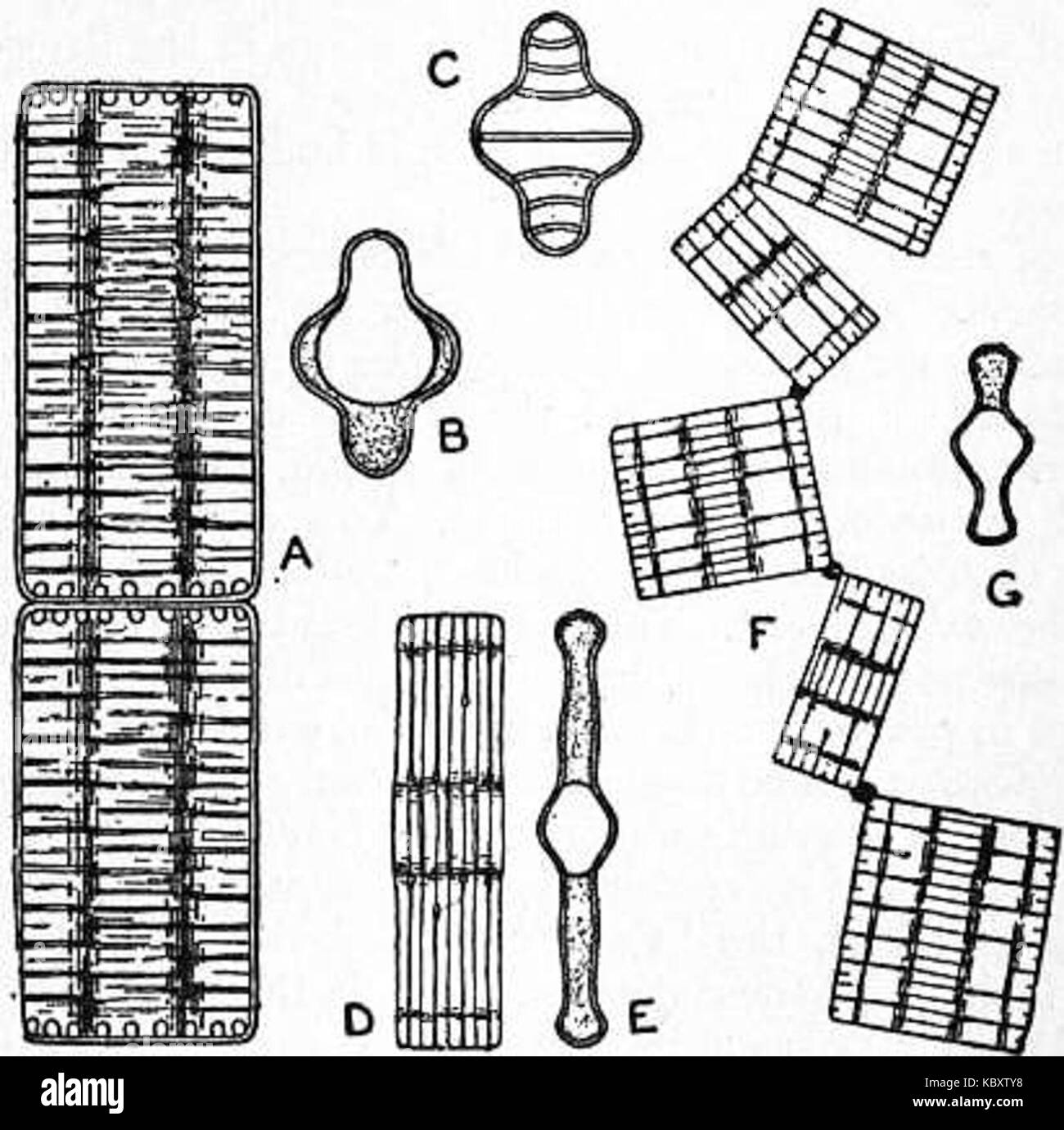 Diatom forms hi-res stock photography and images - Alamy