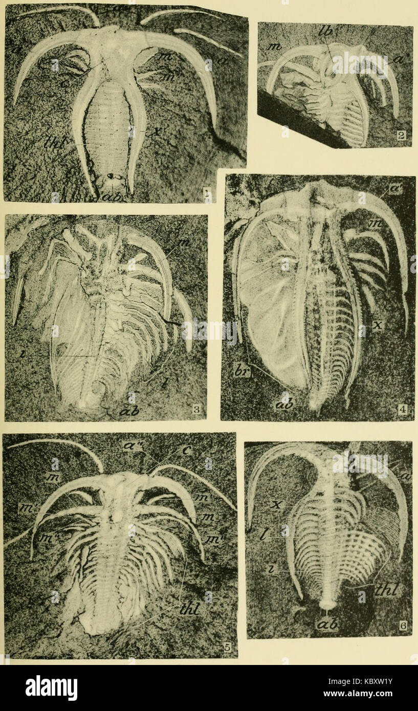 This plate from Walcott's Cambrian Geology and Paleontology work ...