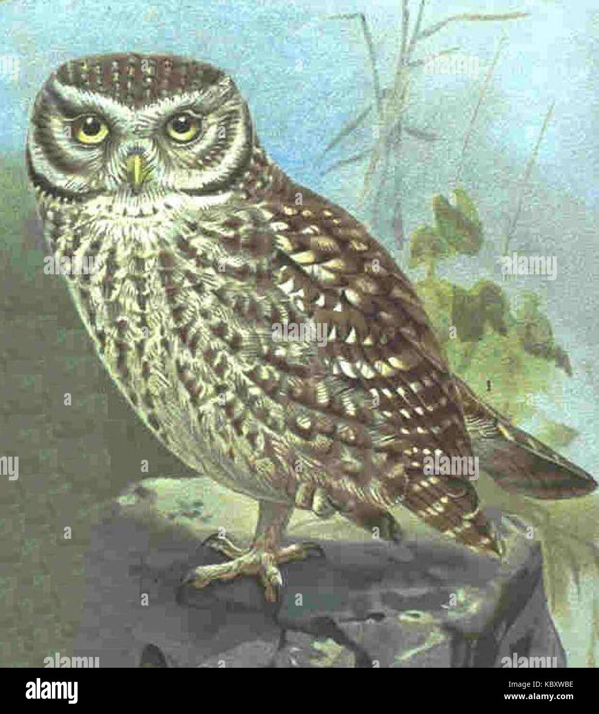 A close-up of a Little Owl, a small species of owl native to parts of ...