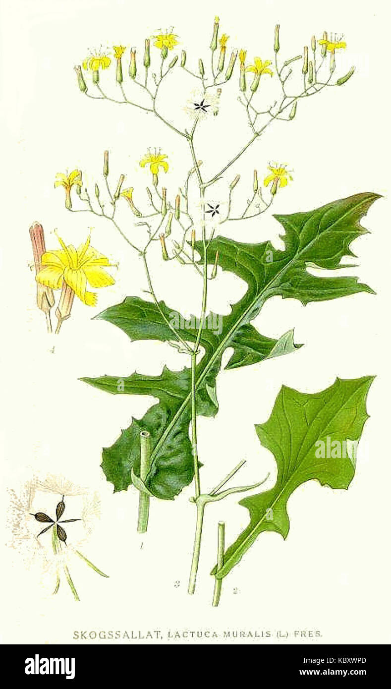 Lactuca Muralis High Resolution Stock Photography and Images - Alamy