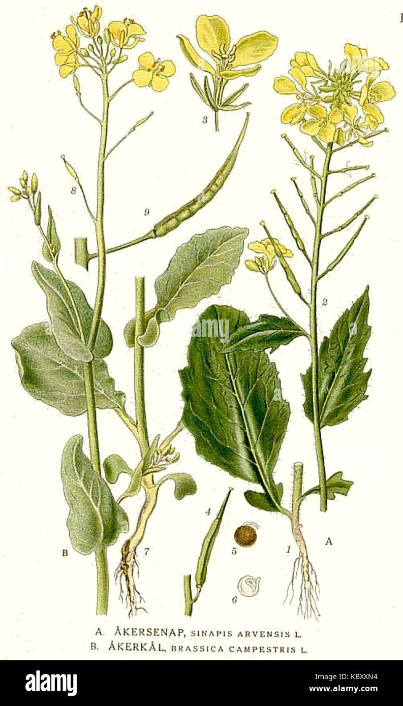 Illustration sinapis arvensis Stock Photo - Alamy
