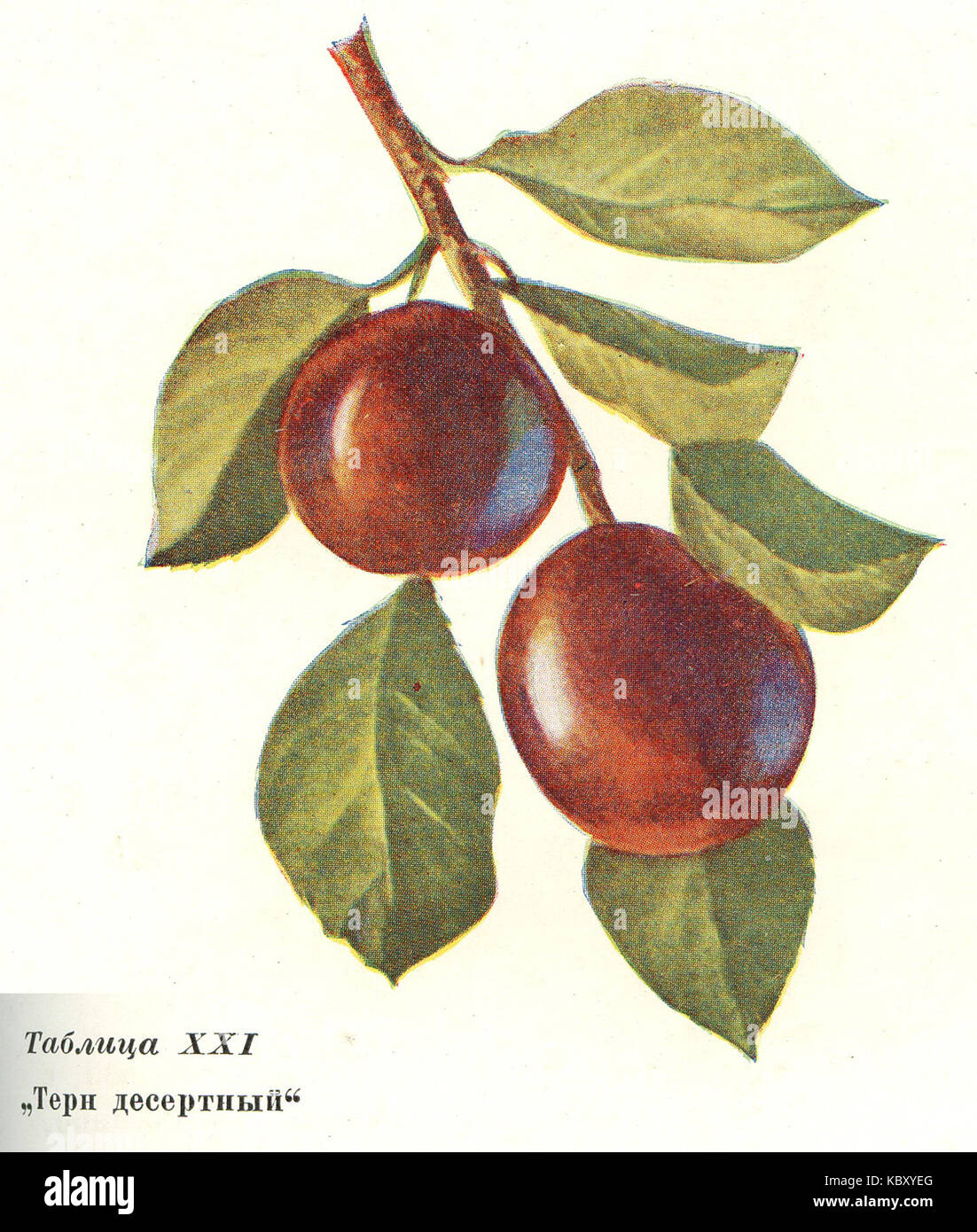 This 1936 image features the Russian botanist and agricultural ...