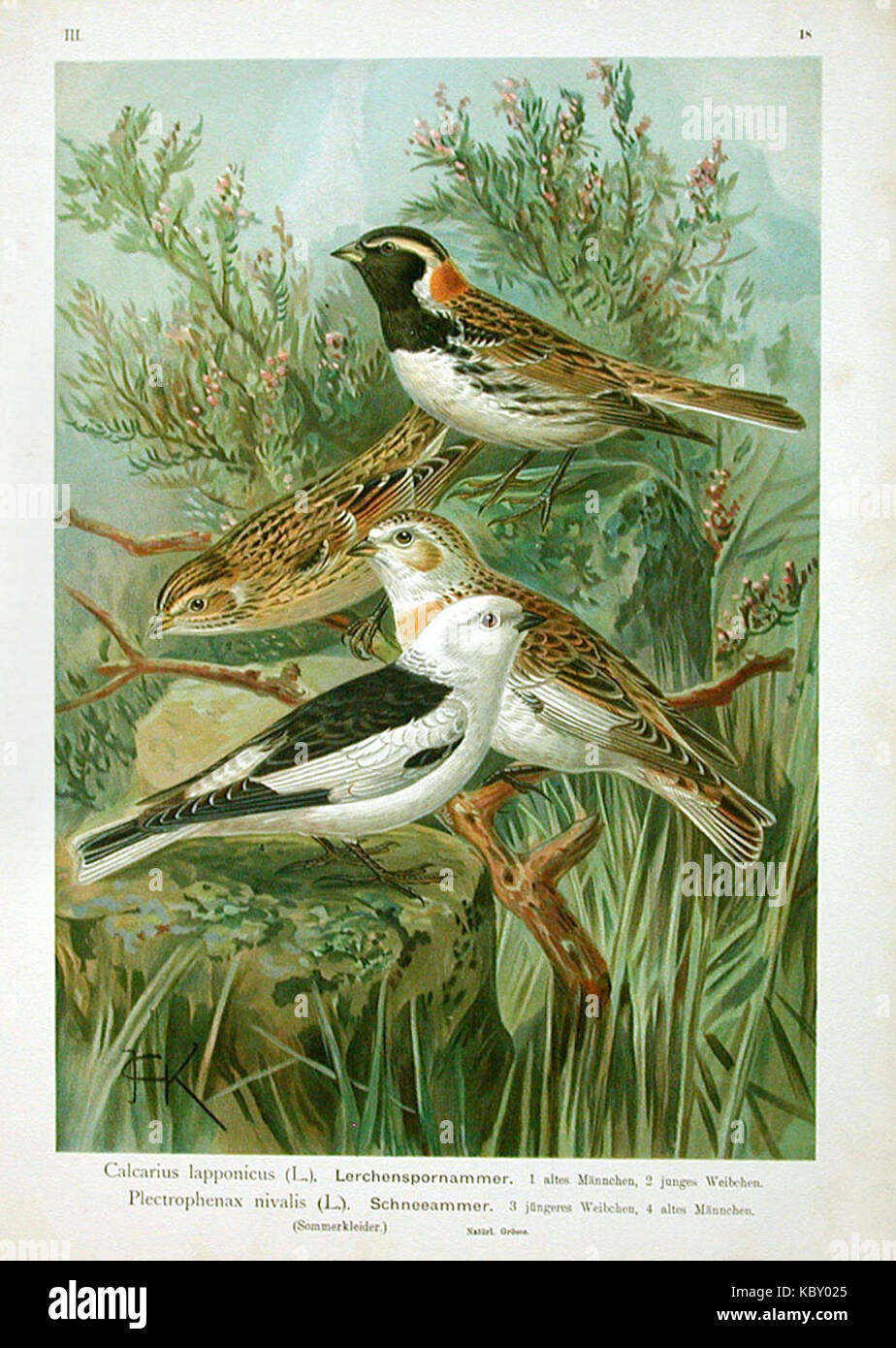 Calcarius lapponicus, commonly known as the Lapland longspur, is a ...