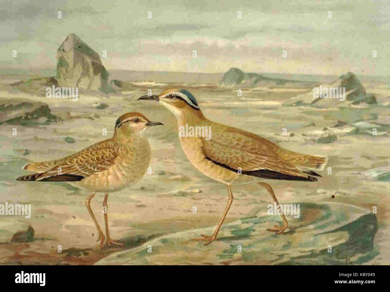 Ryc hi-res stock photography and images - Alamy