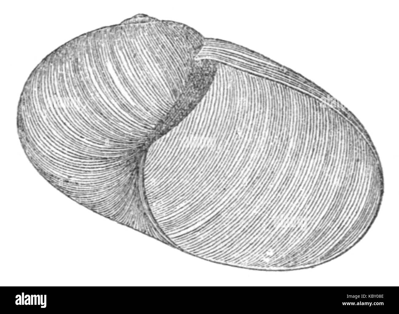 The Indrella ampulla is a species of freshwater snail known for its ...