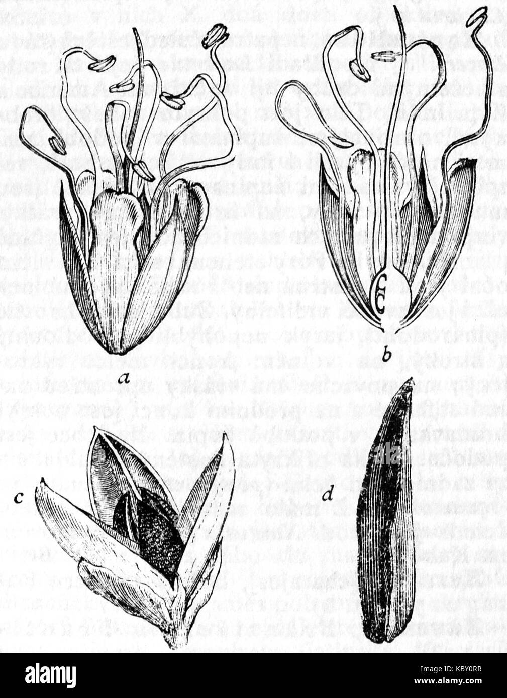 Xanthorrhoea flower, fruit and seed Stock Photo - Alamy