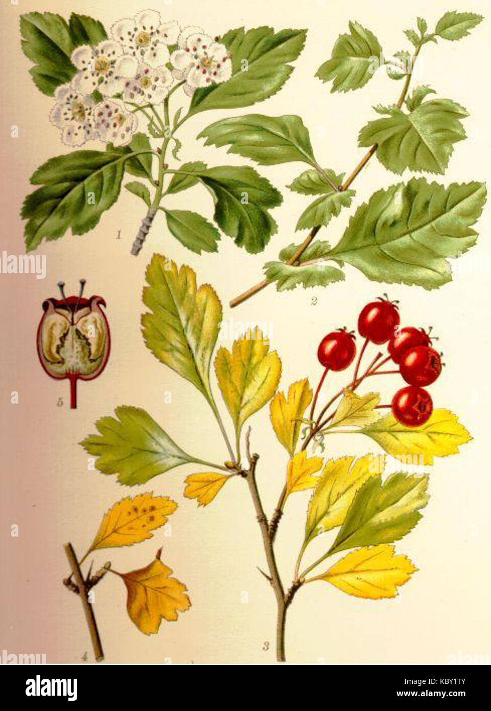 Crataegus laevigata hagtorn Stock Photo - Alamy