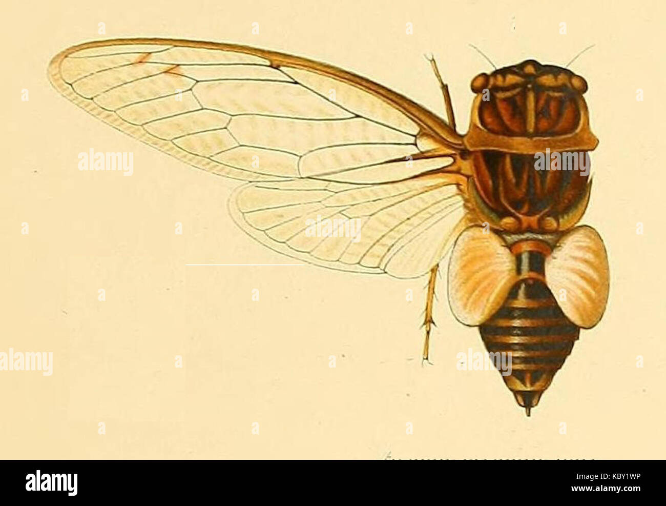 Arunta hi-res stock photography and images - Alamy