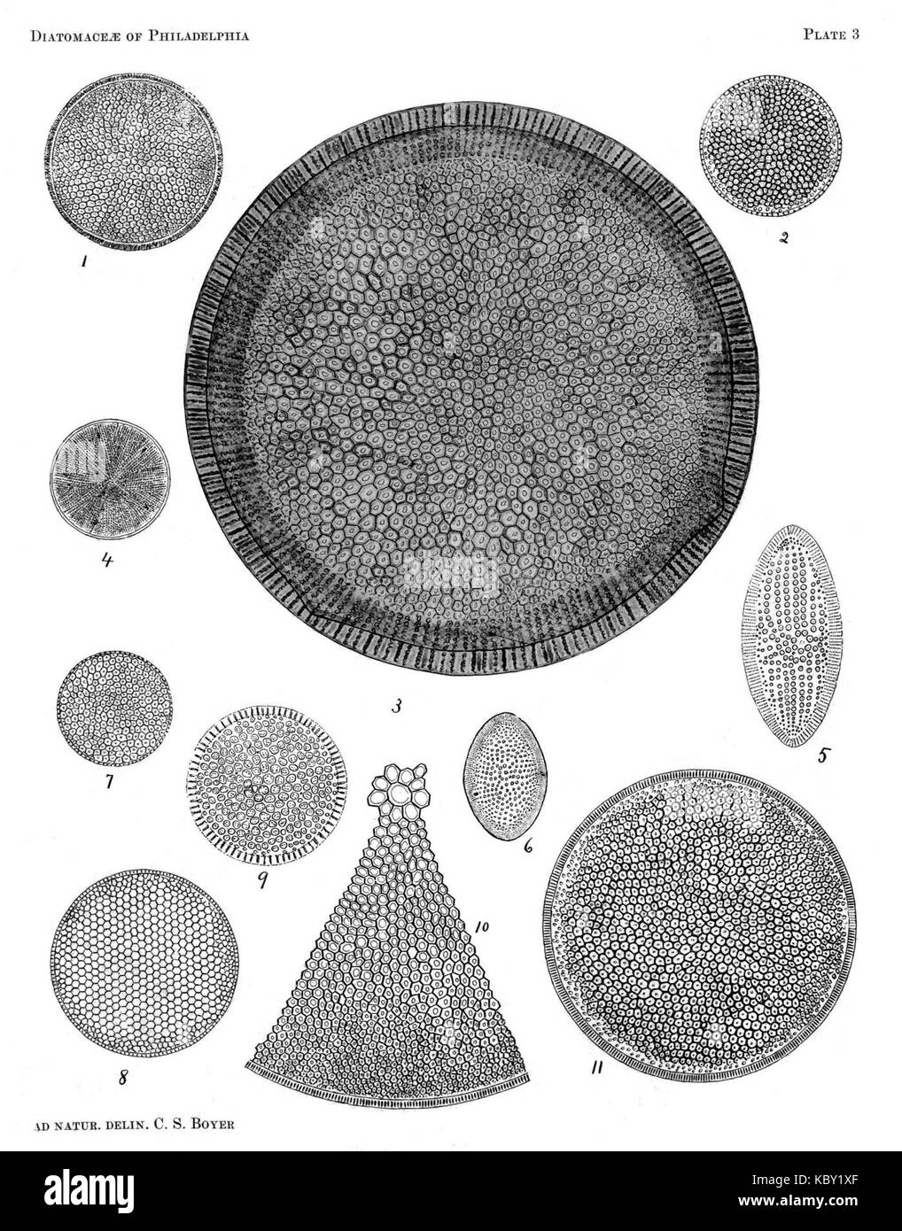 Diatomaceae of Philadelphia Plate 03 Stock Photo - Alamy