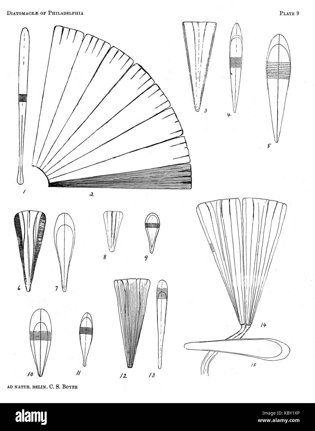 Group of marine organisms Black and White Stock Photos & Images - Alamy