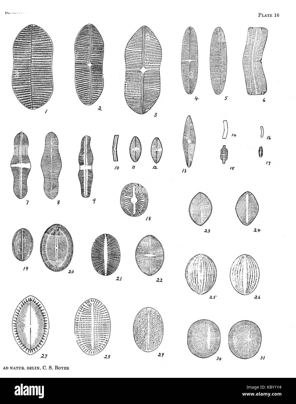 Plate 16 of the Diatomaceae of Philadelphia collection showcases ...