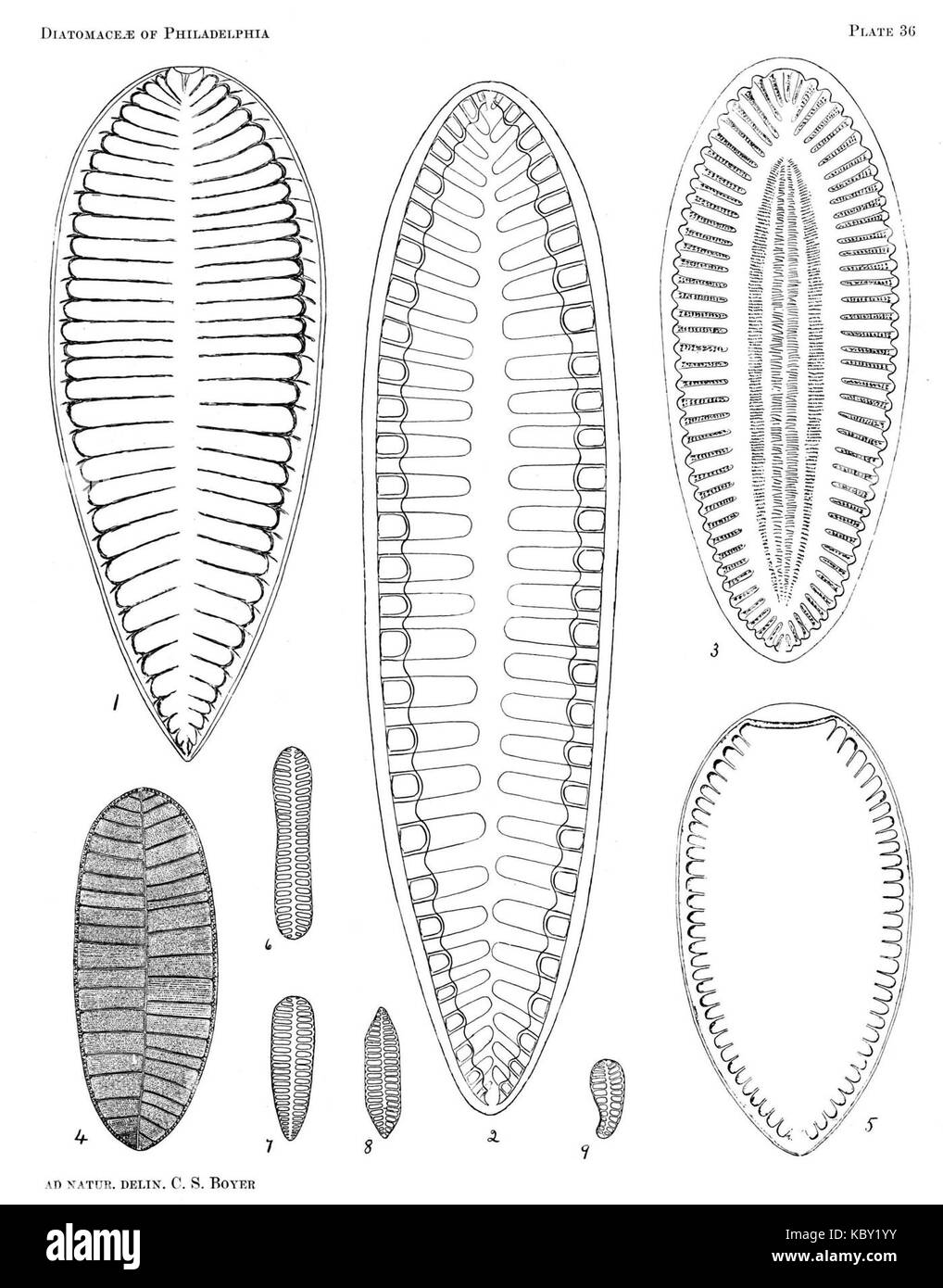 Diatom biodiversity Cut Out Stock Images & Pictures - Alamy