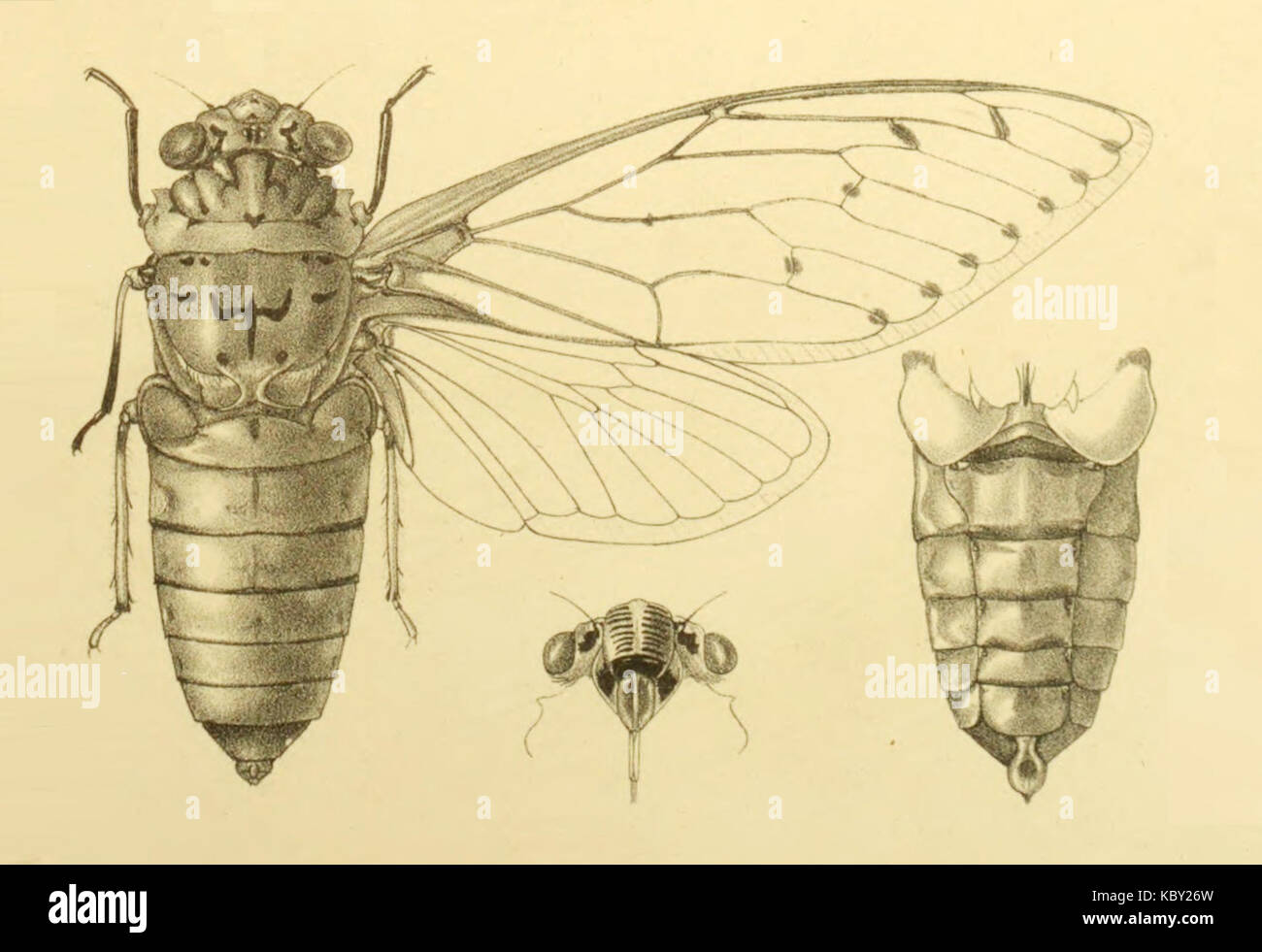 Pomponia imperatoria 2 Stock Photo - Alamy