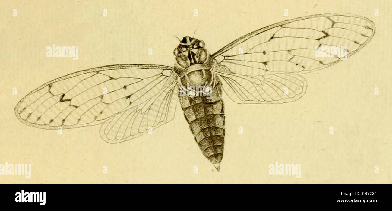 Pomponia hi-res stock photography and images - Alamy